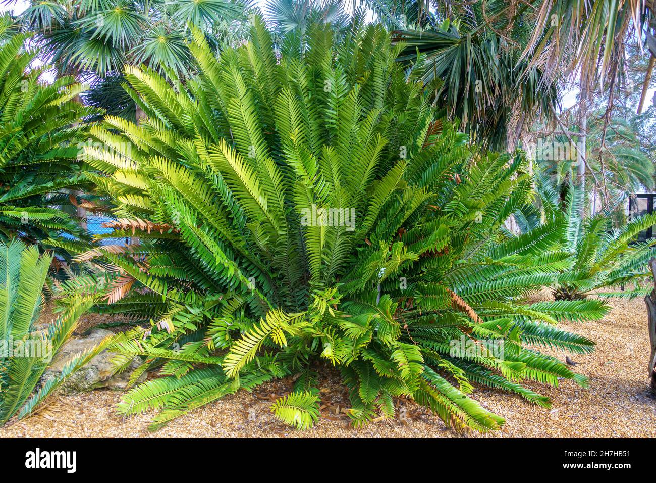 Eastern Cape giant cycad a.k.a. breadtree (Encephalartos altensteinii ...