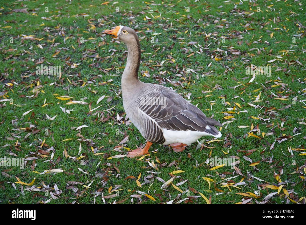 Bulkiest goose hi-res stock photography and images - Alamy