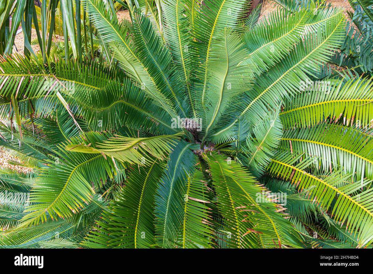 Dioon hi-res stock photography and images - Alamy