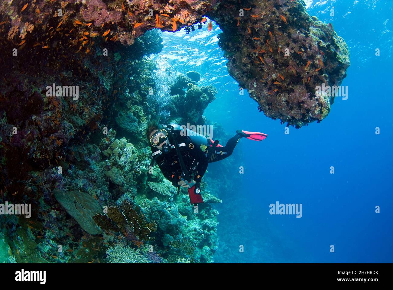 EGYPT. RED SEA. DIVER Stock Photo - Alamy