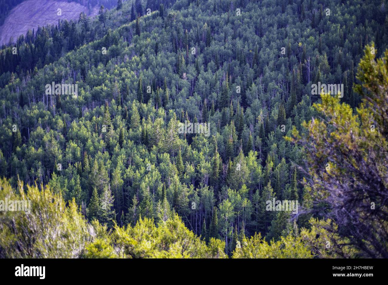 Landscape of forested mountains Stock Photo - Alamy