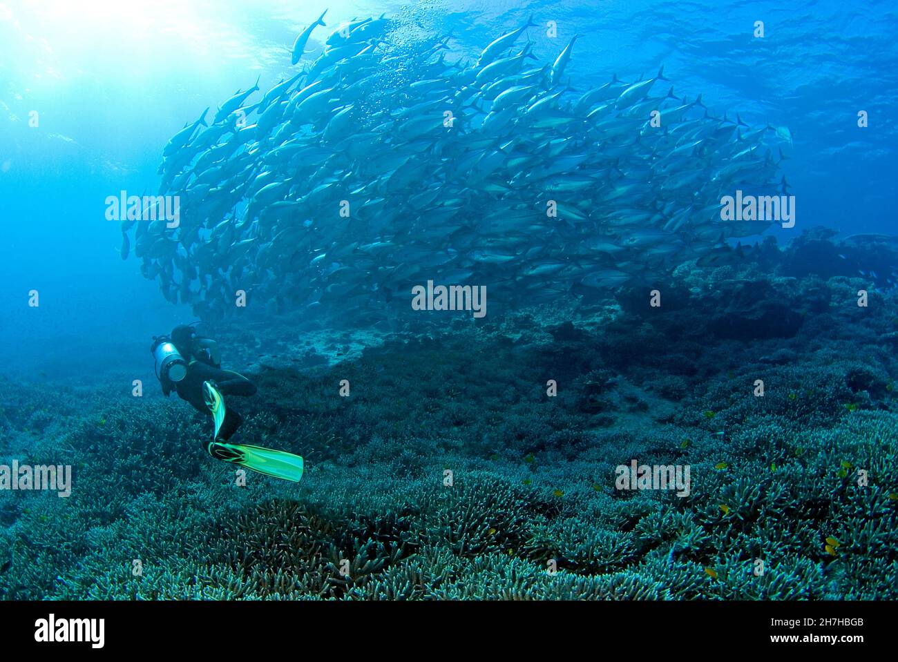 Lady elliot island wildlife hi-res stock photography and images - Alamy