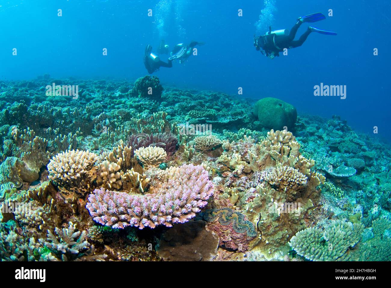 Lady elliot island wildlife hi-res stock photography and images - Alamy