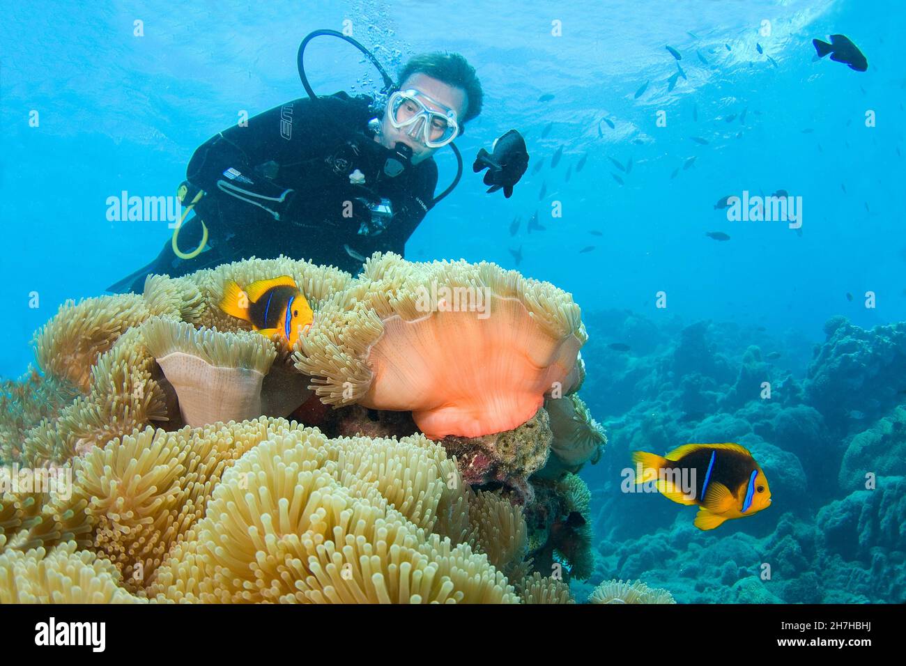 FRENCH POLYNESIA.TAHITI. PACIFIC OCEAN. DIVER AND CLOWN FISH Stock ...