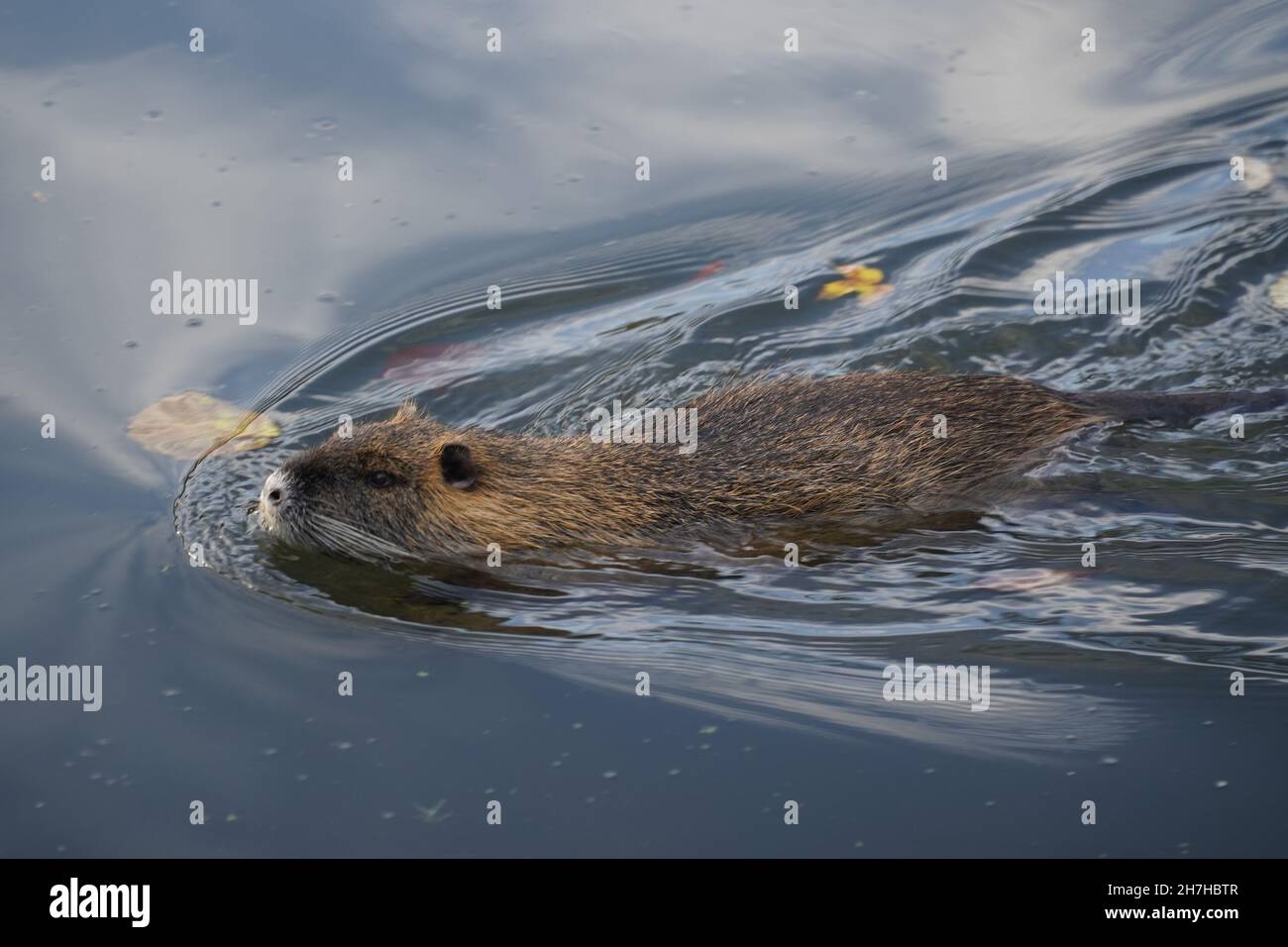 Swimming coypu (Myocastor coypus) or nutria. Large, herbivorous, semi ...