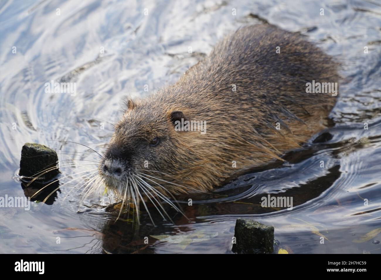 Nutria family hi-res stock photography and images - Alamy