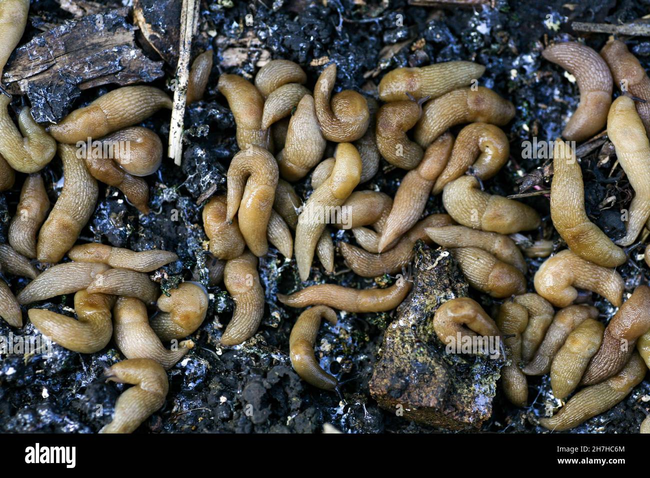 slugs in the farmer's garden. A large cluster of Gastropoda slugs ...
