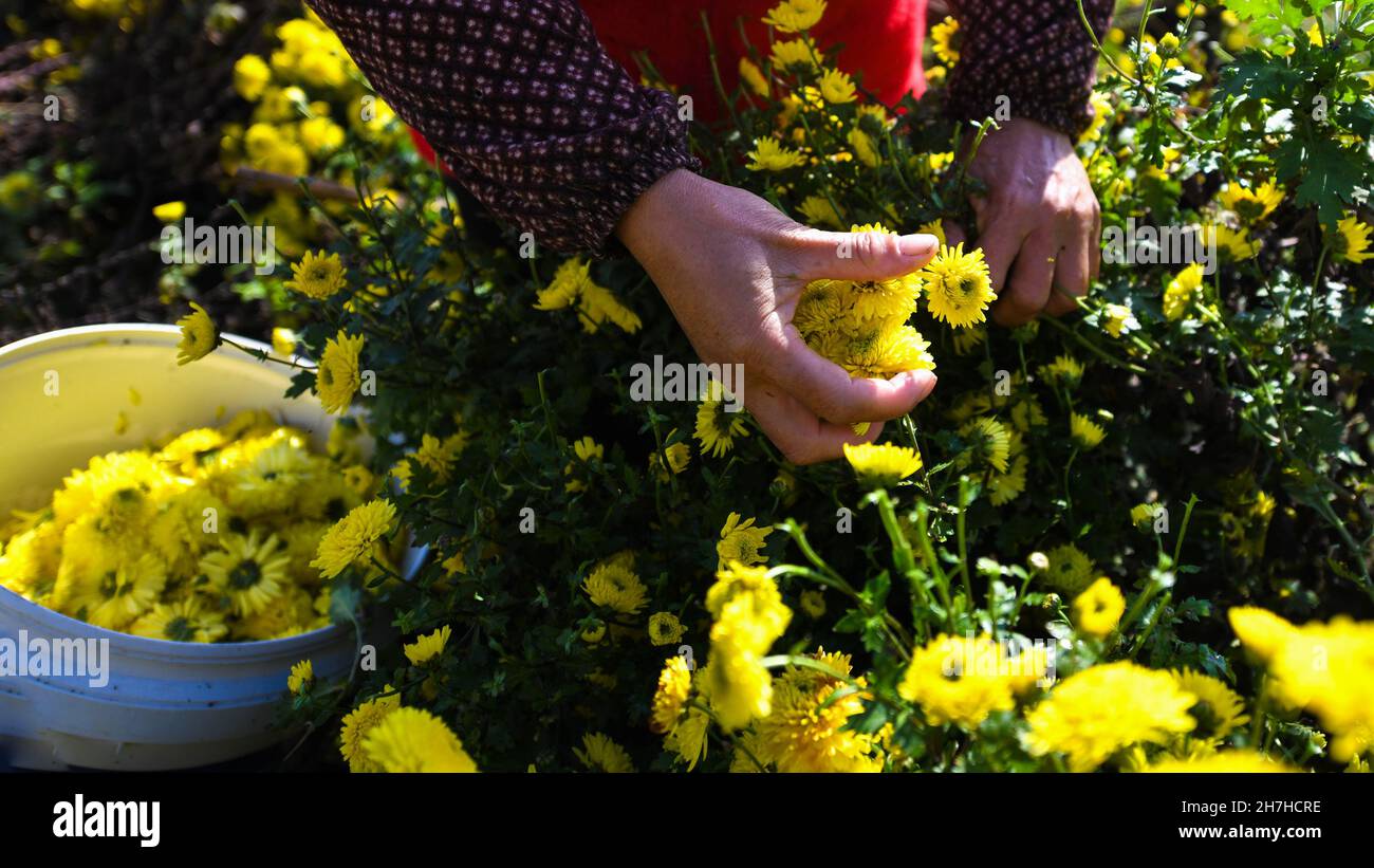Changning, China's Hunan Province. 23rd Nov, 2021. A villager harvests ...