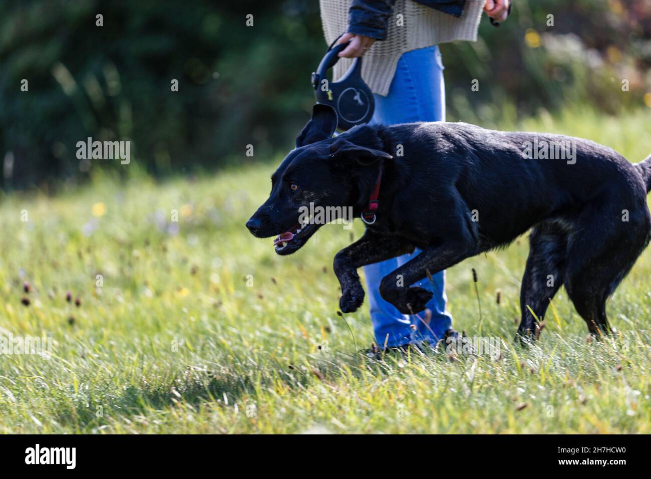 Adorable black Labrador Retriever running on the grassy field Stock ...