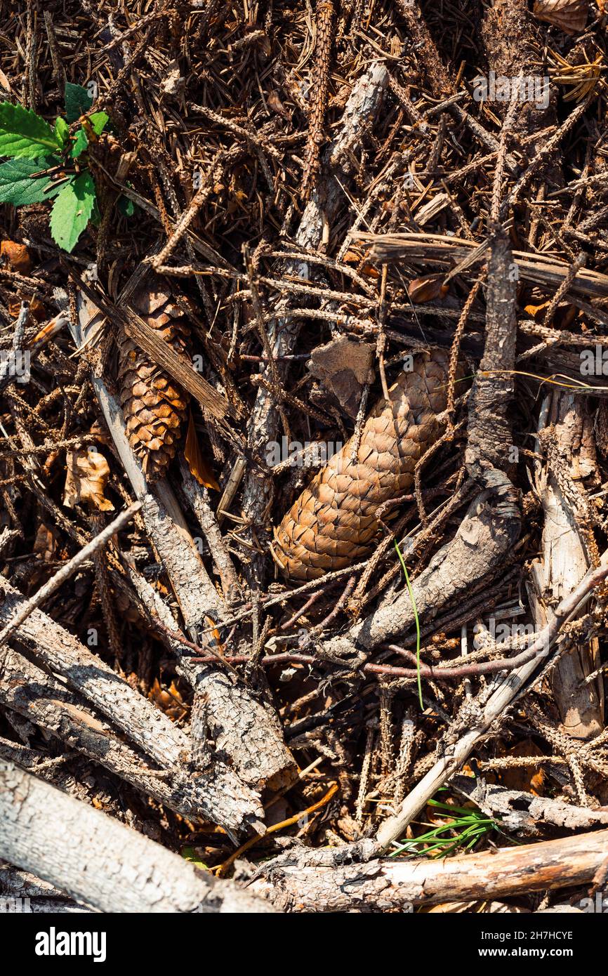 Pile of twigs on the ground in the forest Stock Photo - Alamy