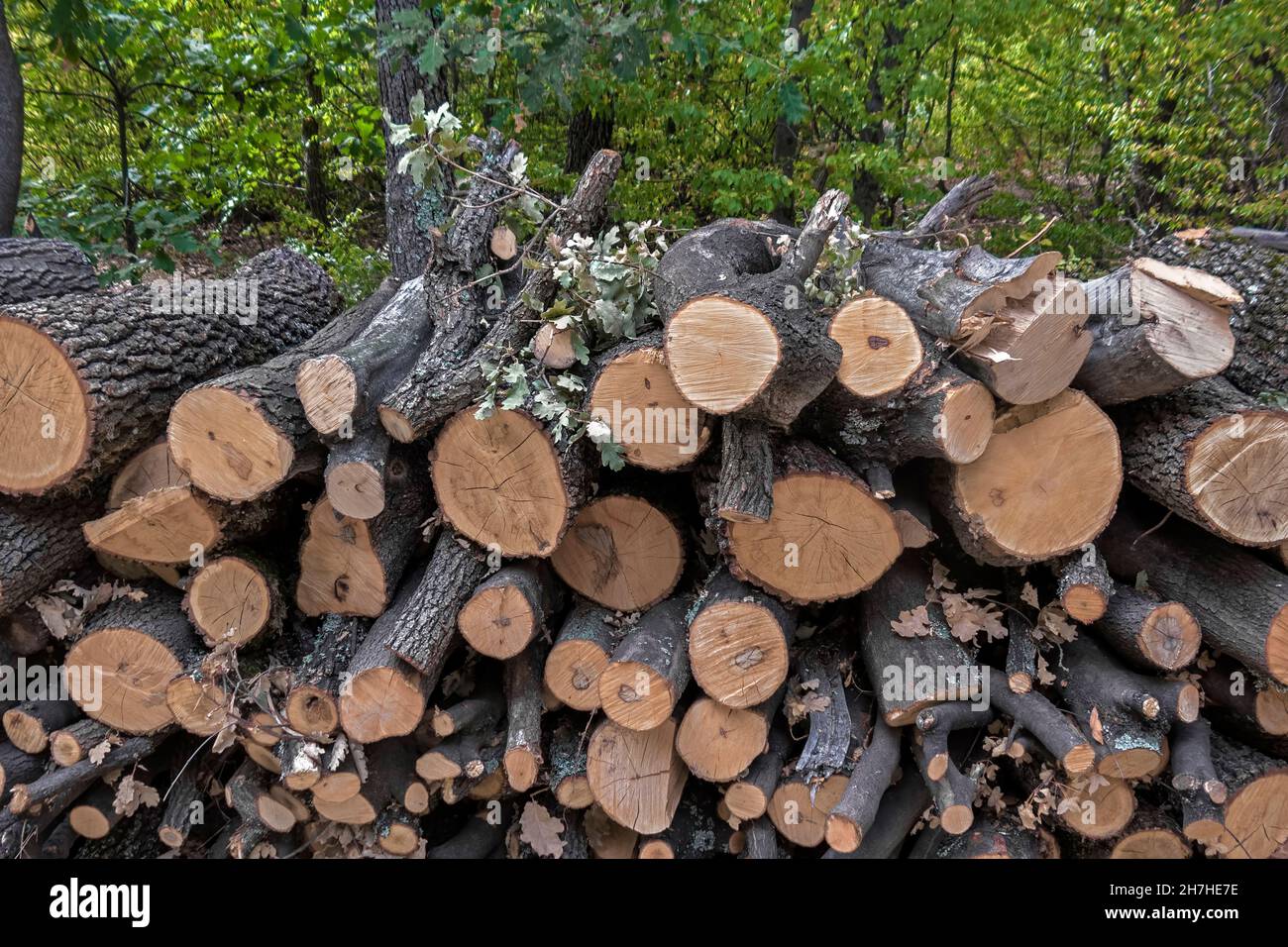 felled young oak trees,Bulgaria,Europe Stock Photo - Alamy