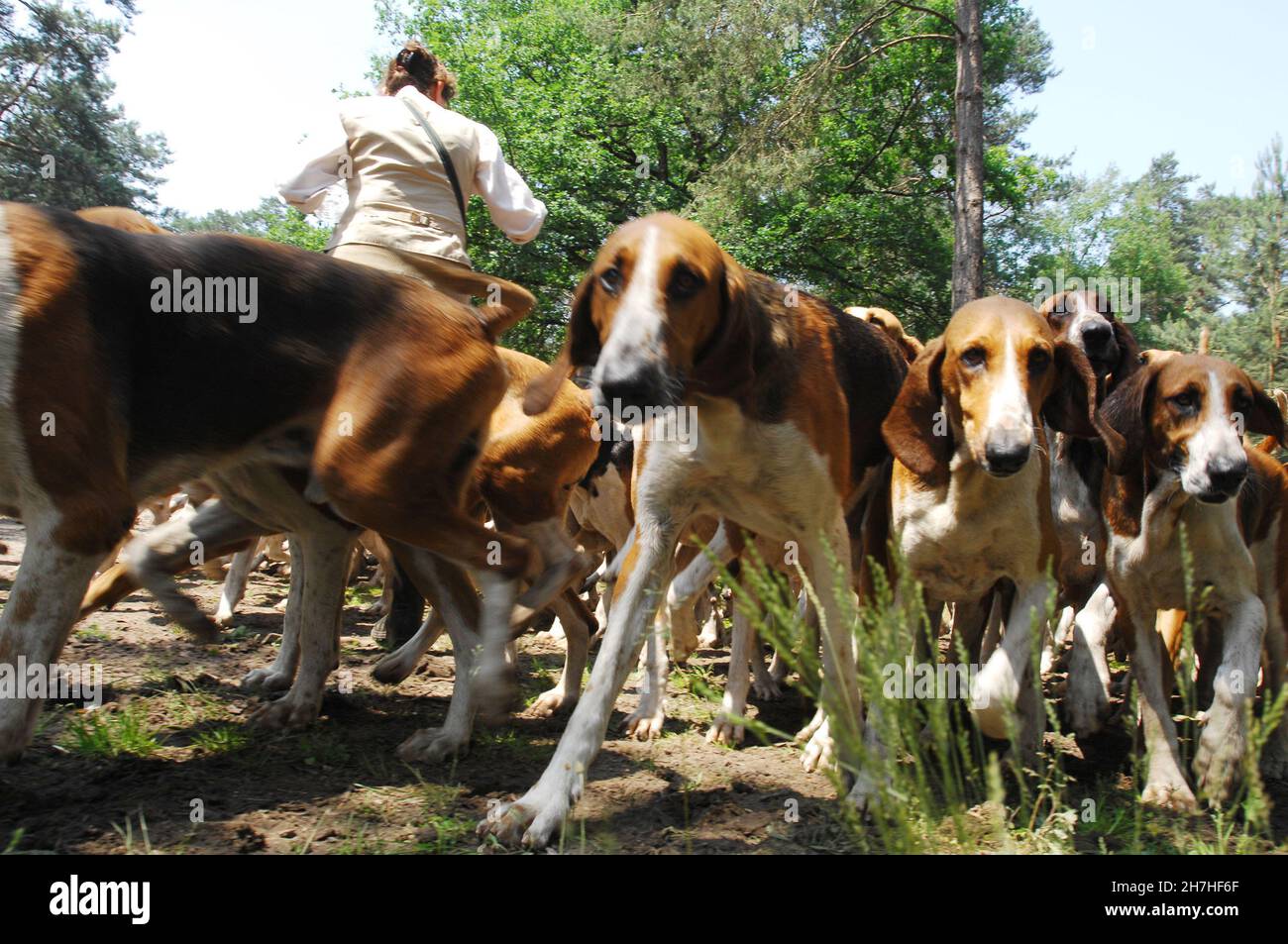 FRANCE. HUNTING. THERE IS AROUND 1.3 MILLION OF HUNTERS IN FRANCE AND ...