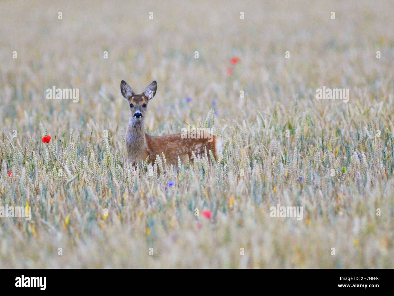 Baby roe deer hi-res stock photography and images - Alamy