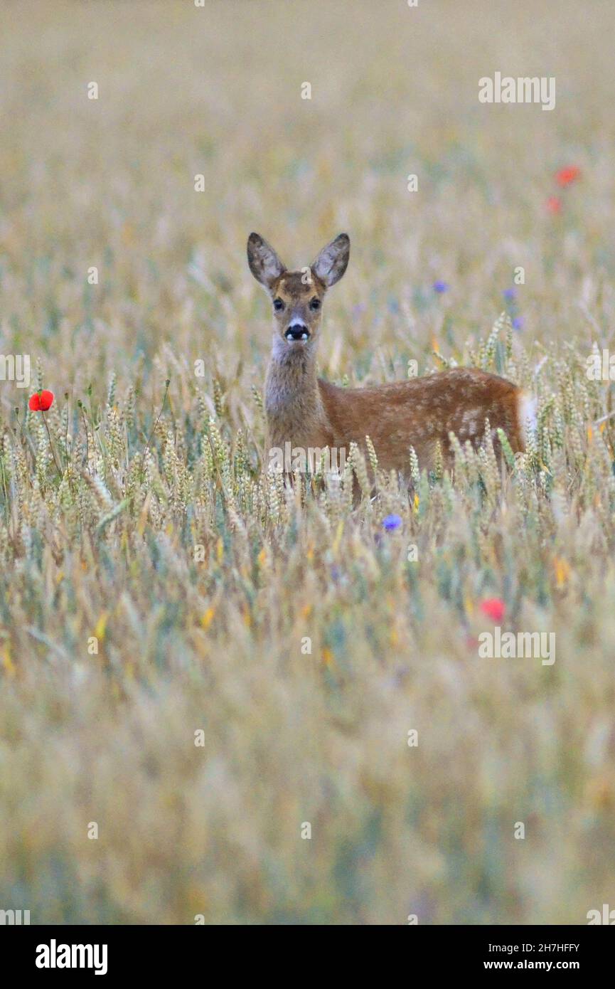 FRANCE. BABY ROE DEER IN A WHEAT FIELD Stock Photo - Alamy