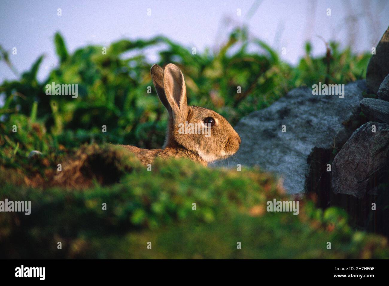 Rabbit hunting hi-res stock photography and images - Alamy