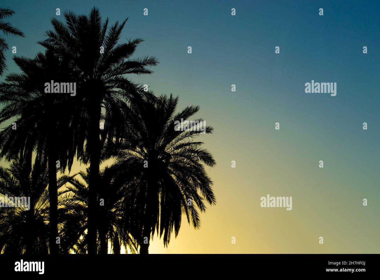 Silhouettes of palm trees during the sunrise in Iraq Stock Photo - Alamy