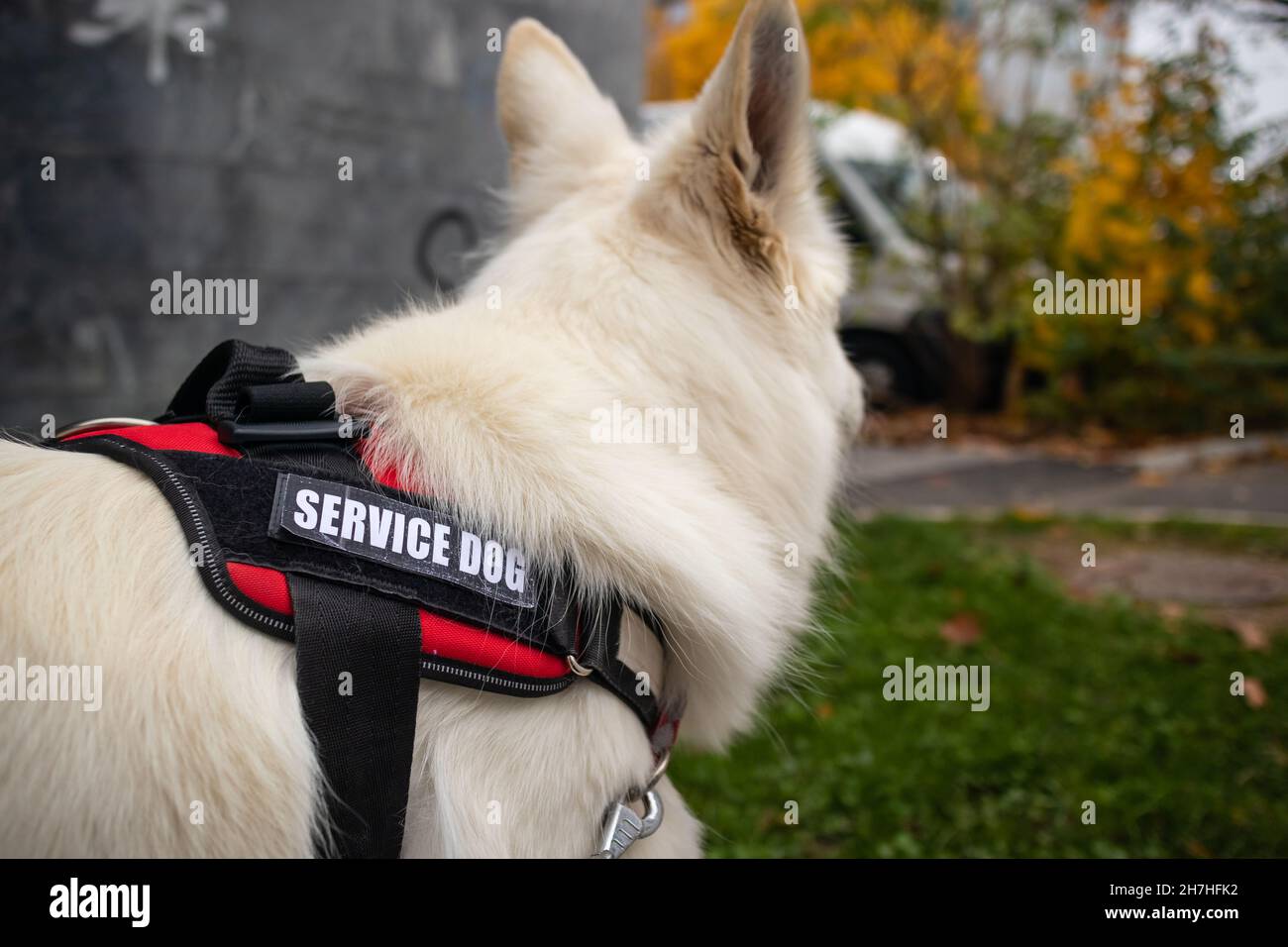 Service dog giving assistance to person with disability using a ...