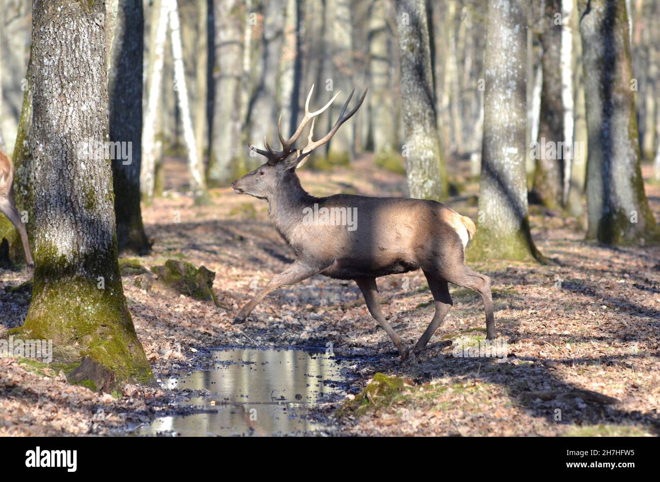 FRANCE. STAG IN A FOREST Stock Photo - Alamy