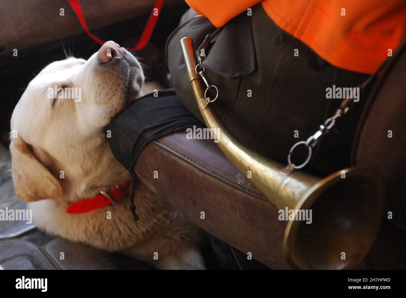 FRANCE. HUNTING DOG RESTING BETWEEN TWO BIG GAME HUNTS Stock Photo - Alamy