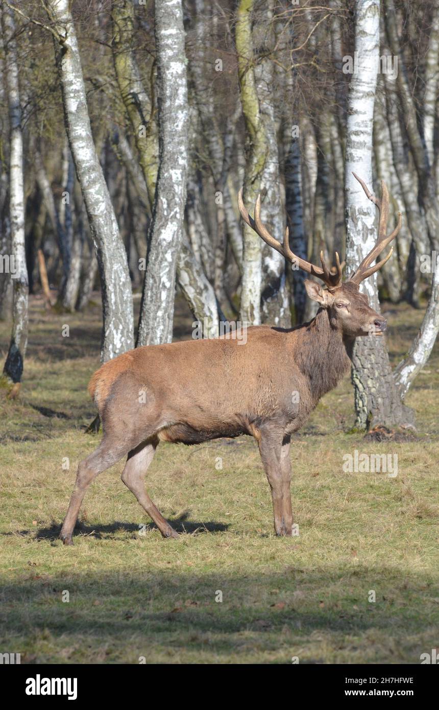 Stag in the forest hi-res stock photography and images - Alamy