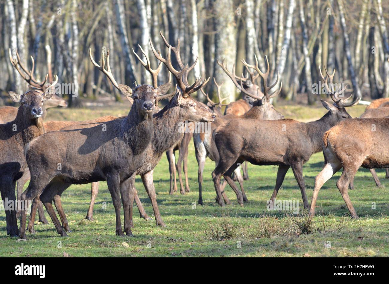 Young stags hi-res stock photography and images - Alamy