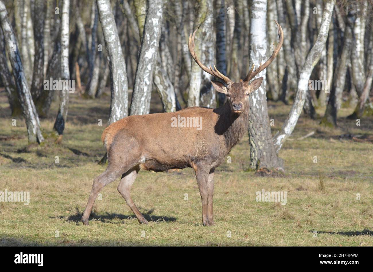 Stag in the forest hi-res stock photography and images - Alamy