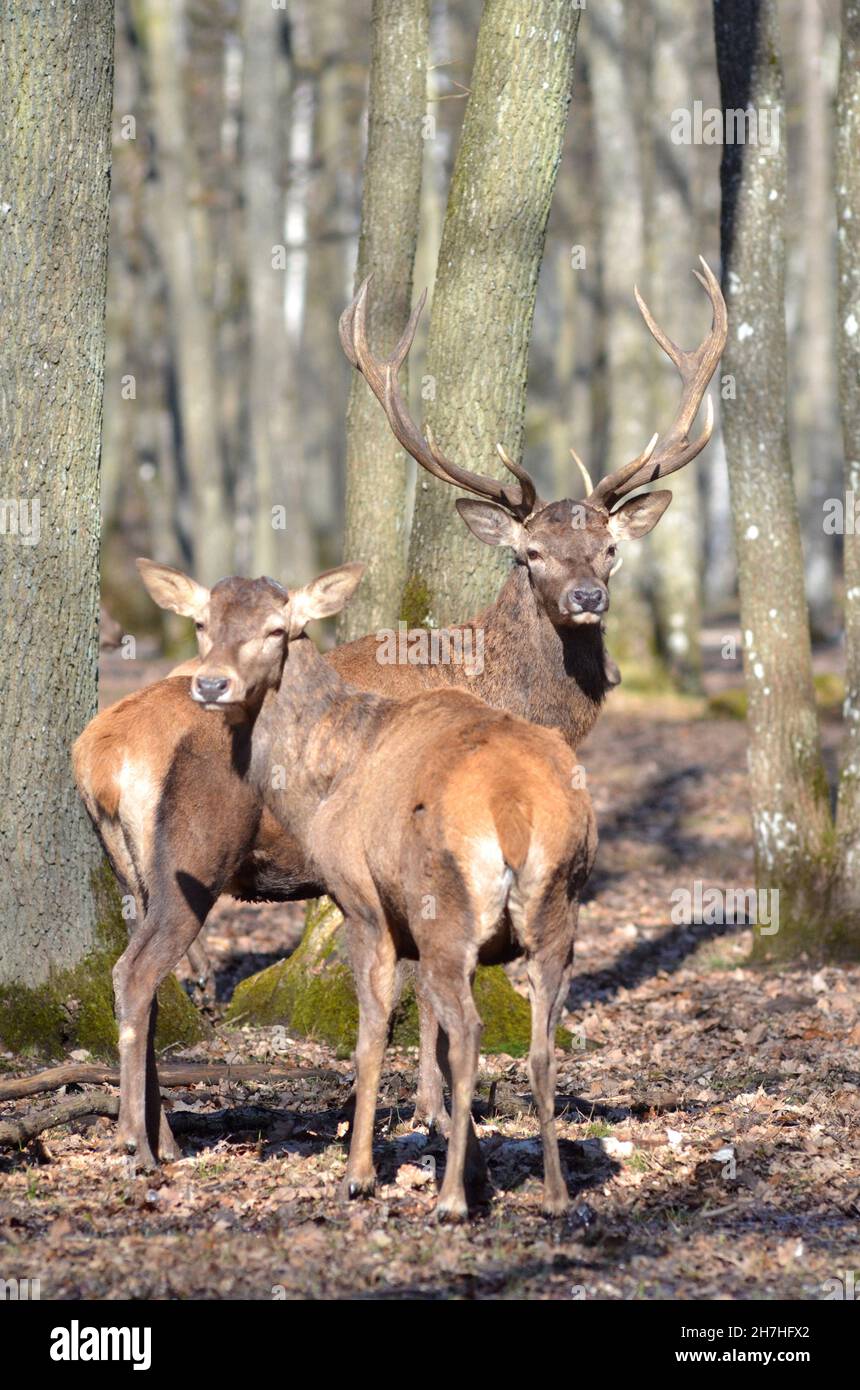 FRANCE. STAG AND ROE IN A FOREST Stock Photo - Alamy