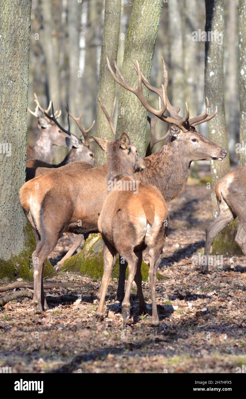 Group of young stags hi-res stock photography and images - Alamy