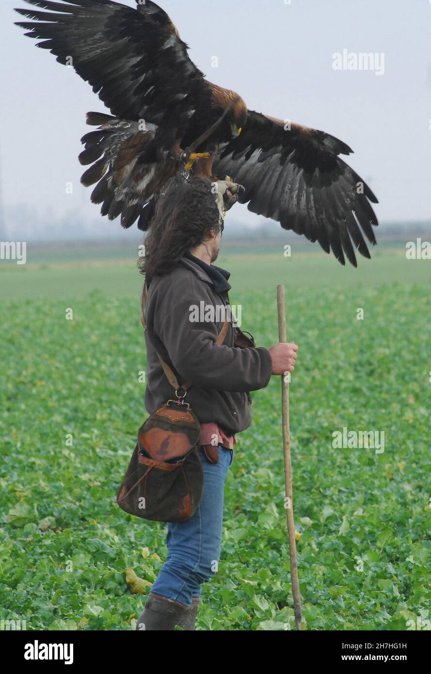 FRANCE. FALCONRY. EAGLE FLYING BACK TO ITS HUNTER DURING A HUNT WITH ...