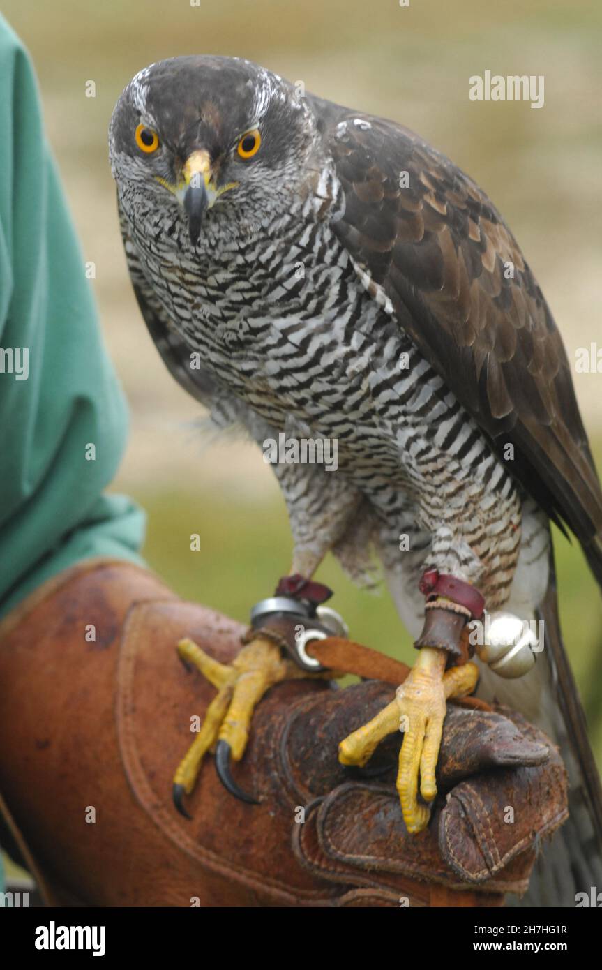 FRANCE. FALCONRY. BIRD OF PREY AT THE HAND OF ITS HUNTER DURING A HUNT ...