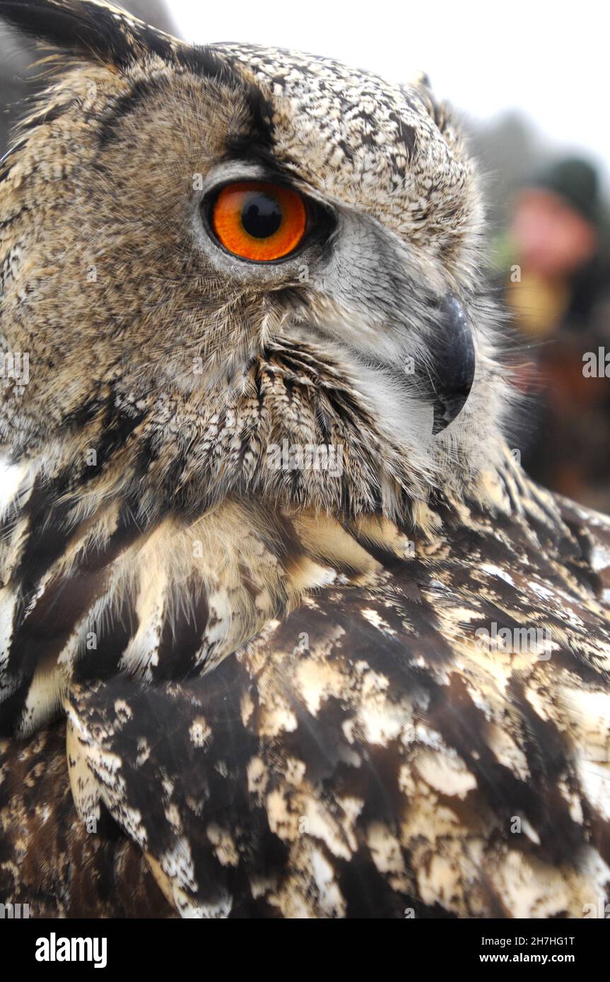FRANCE. FALCONRY. OWL AT THE HAND OF ITS HUNTER DURING A HUNT WITH ...