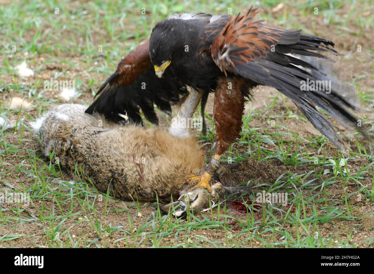 FRANCE. FALCONRY. BUZZARD HAVING CATCH AN HARE DURING A HUNT WITH BIRD ...