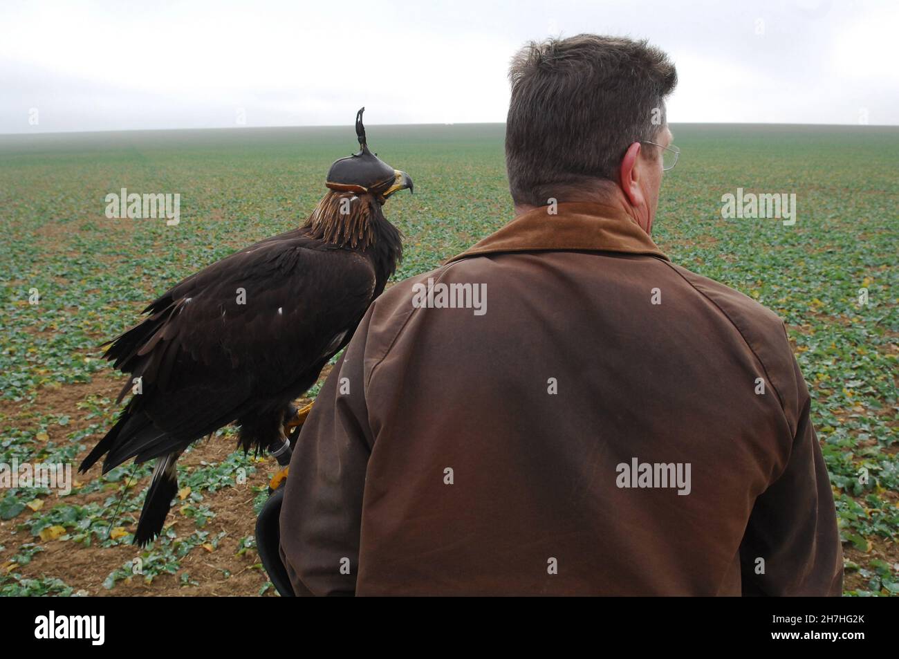 FRANCE. FALCONRY. HUNTER WITH HIS EAGLE DURING A HUNT WITH BIRDS OF ...
