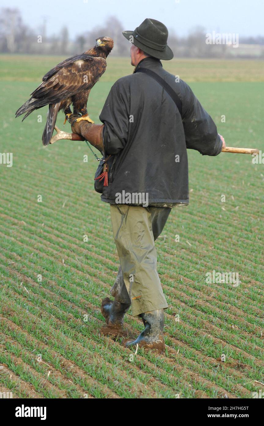 FRANCE. FALCONRY. HUNTER WITH HIS EAGLE DURING A HUNT WITH BIRDS OF ...