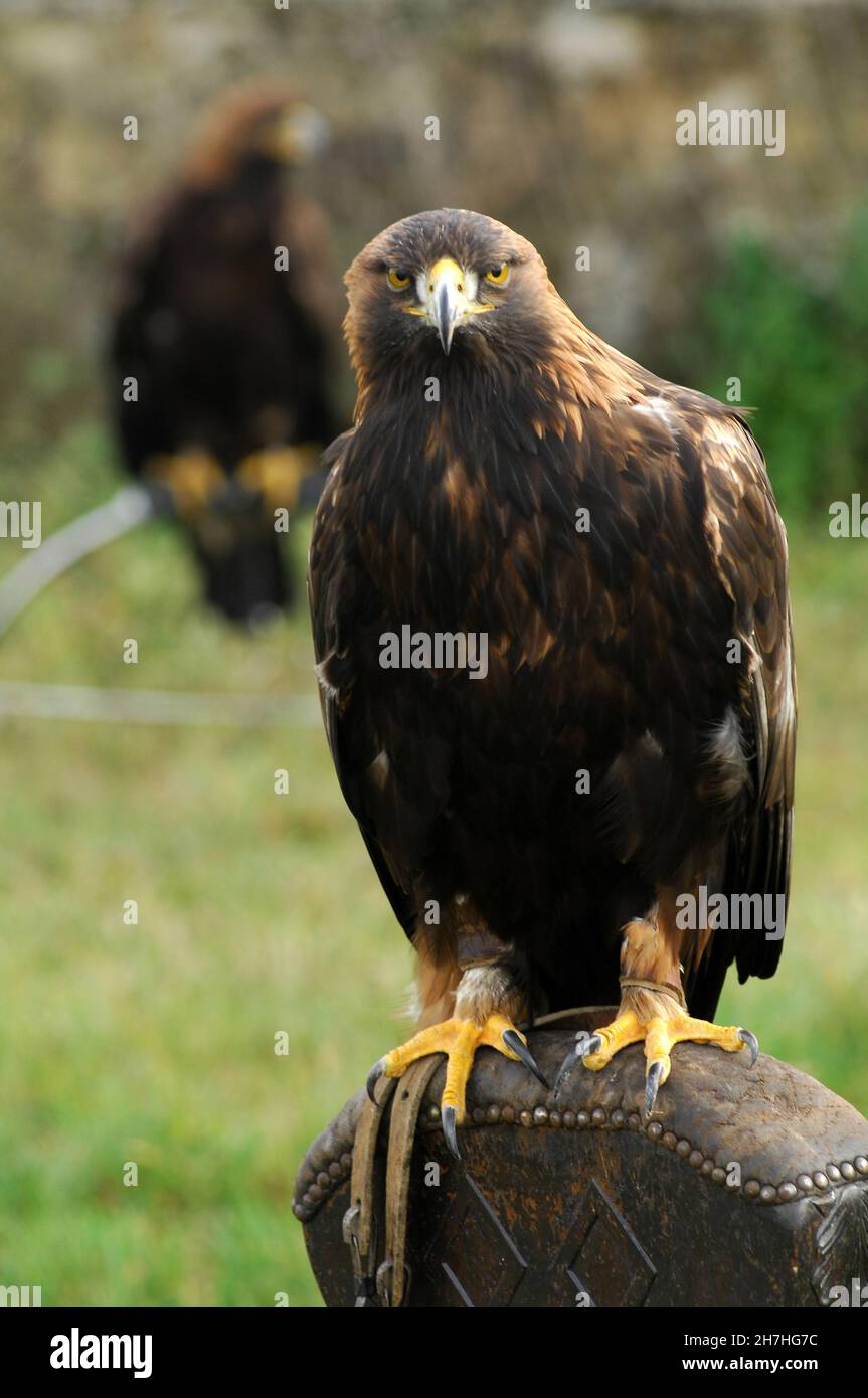 Hunt with eagles hi-res stock photography and images - Alamy