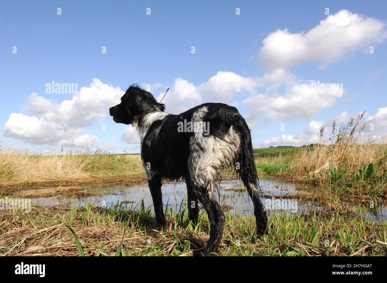 Hunting in western europe hi-res stock photography and images - Alamy
