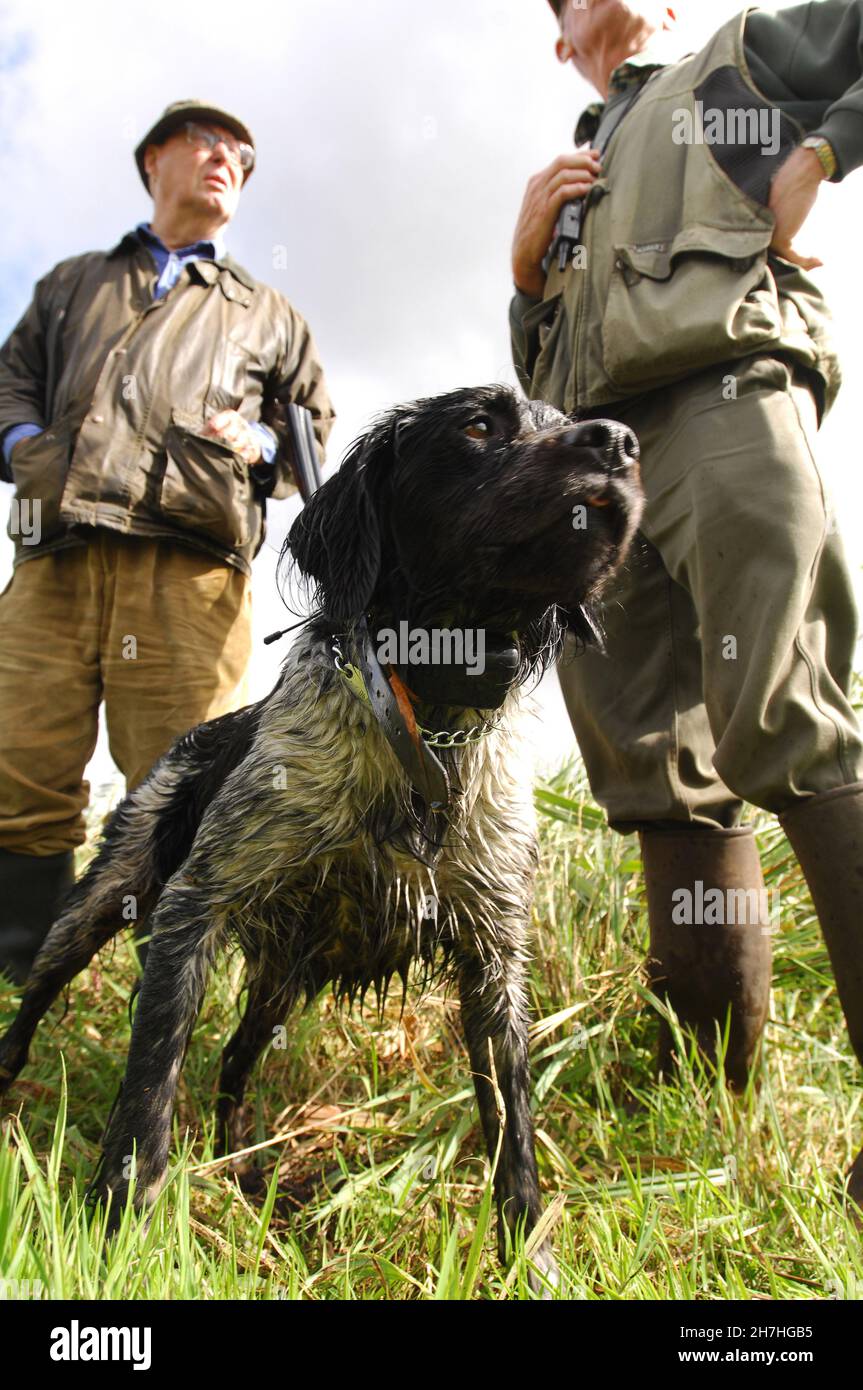 SOMME (80). DOG AND HUNTERS DURING A DUCK HUNT IN A MARSH Stock Photo ...