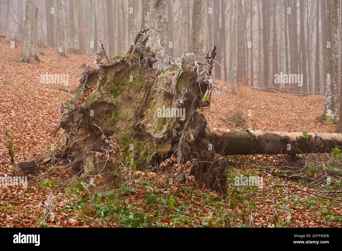 Uprooted tree in the forest, early winter Stock Photo - Alamy