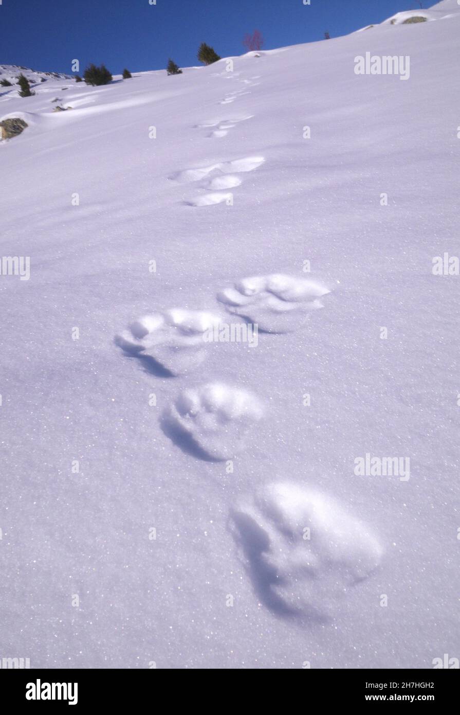 Mountain hare footprints in snow hi-res stock photography and images ...