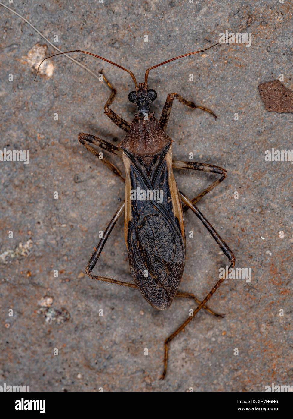 Assassin bug dead hi-res stock photography and images - Alamy