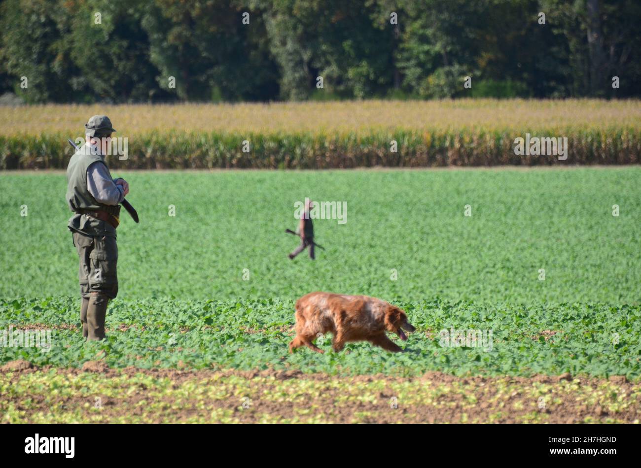 FRANCE. HUNTERS WITH THEIR DOGS DURING A SMALL GAME HUNT ON OPEN FIELD ...