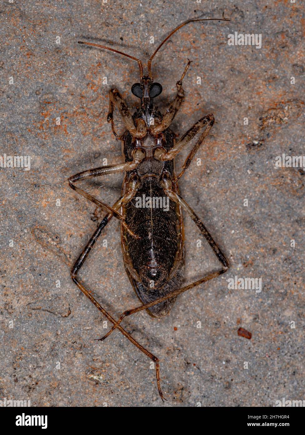 Assassin bug dead hi-res stock photography and images - Alamy