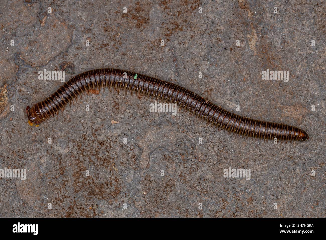Adult Common Brown Millipede of the Order Spirostreptida Stock Photo ...