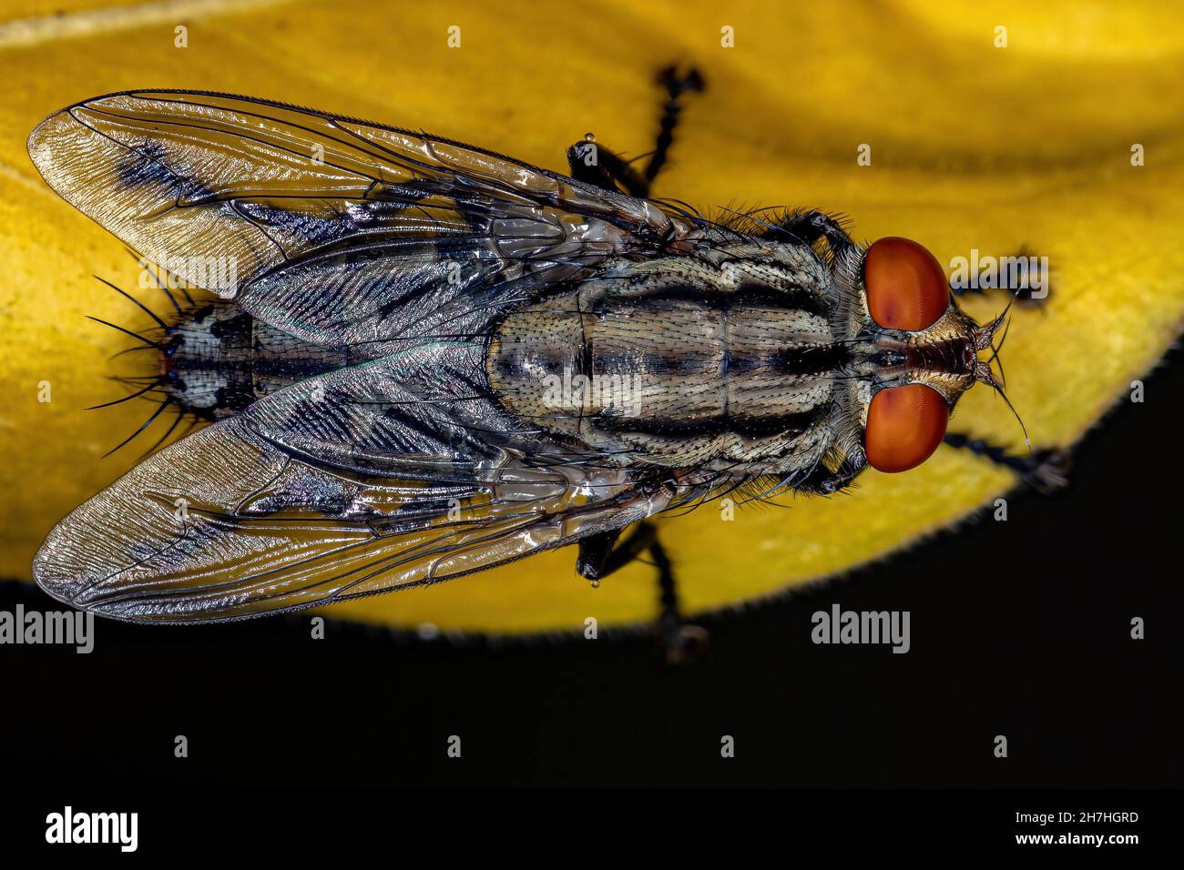 Adult Flesh Fly of the Family Sarcophagidae Stock Photo - Alamy