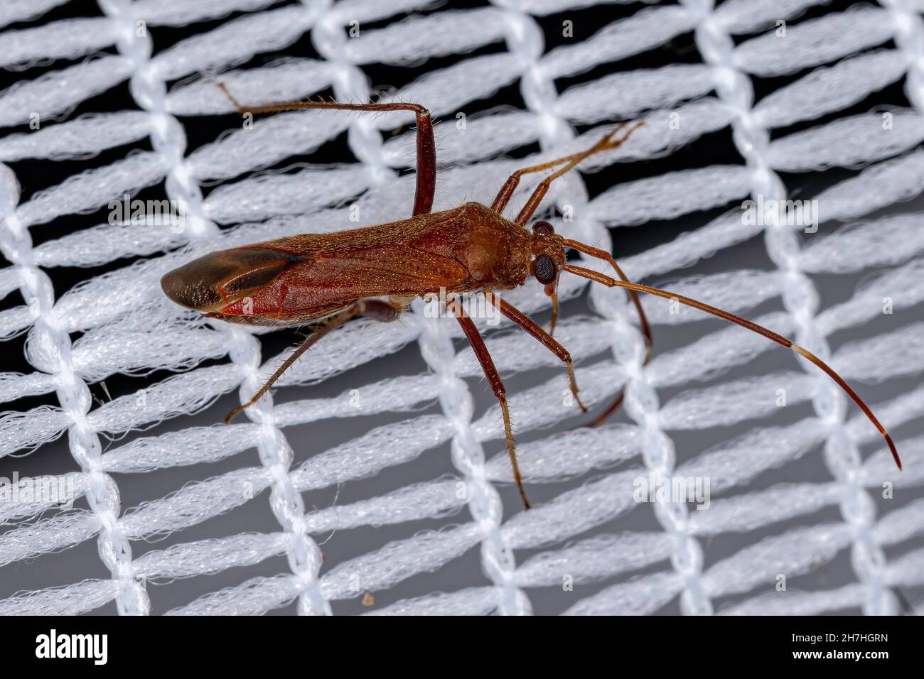 Adult Plant Bug of the Family Miridae Stock Photo - Alamy