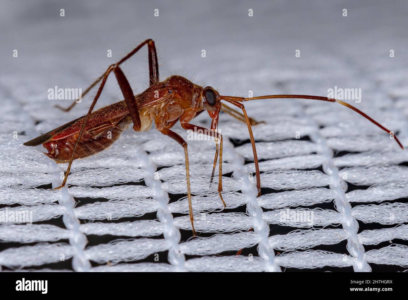 Adult Plant Bug of the Family Miridae Stock Photo - Alamy