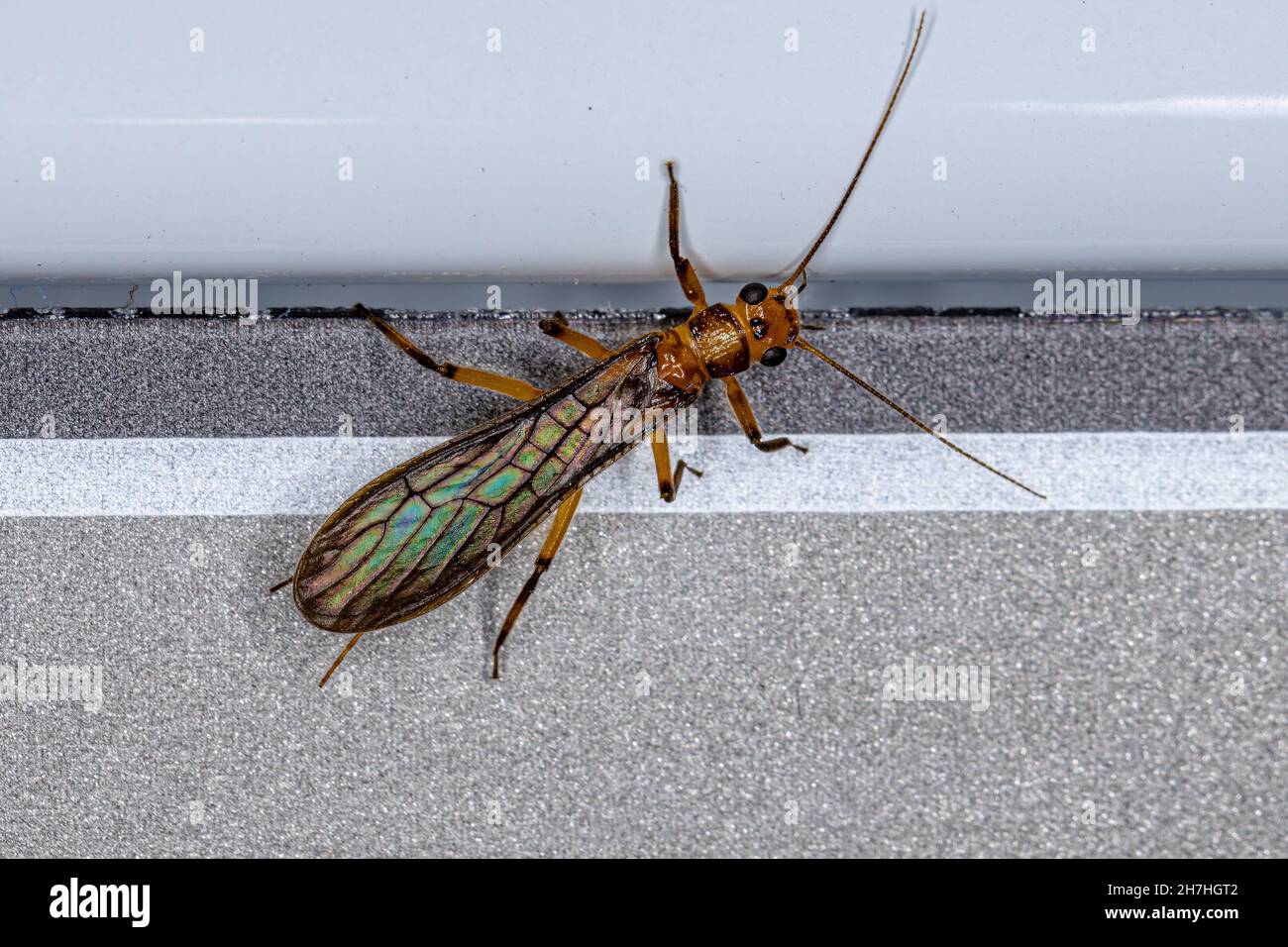 Adult Common Stonefly insect of the Family Perlidae Stock Photo - Alamy