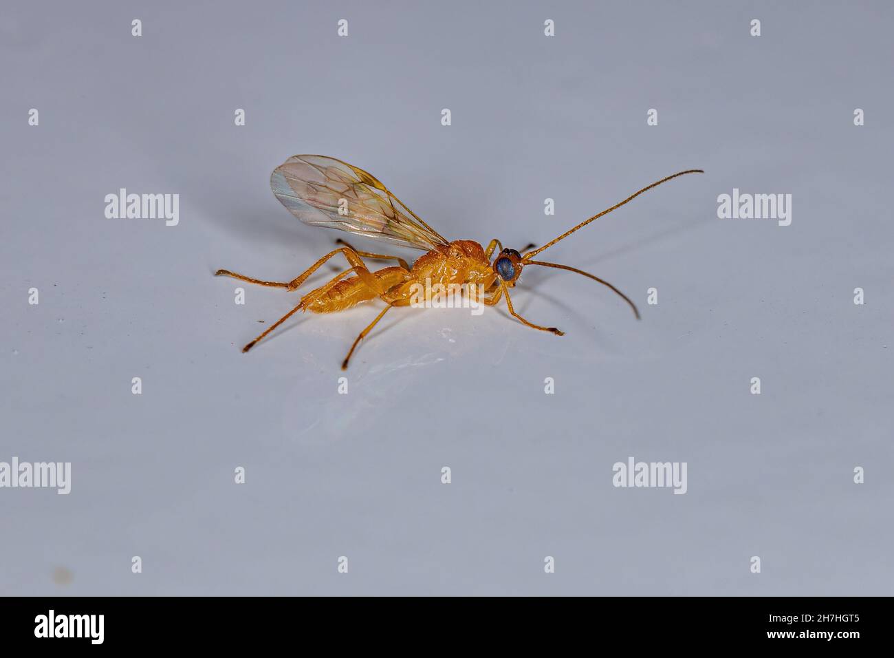 Adult Ichneumonid Wasp of the Superfamily Ichneumonoidea Stock Photo ...