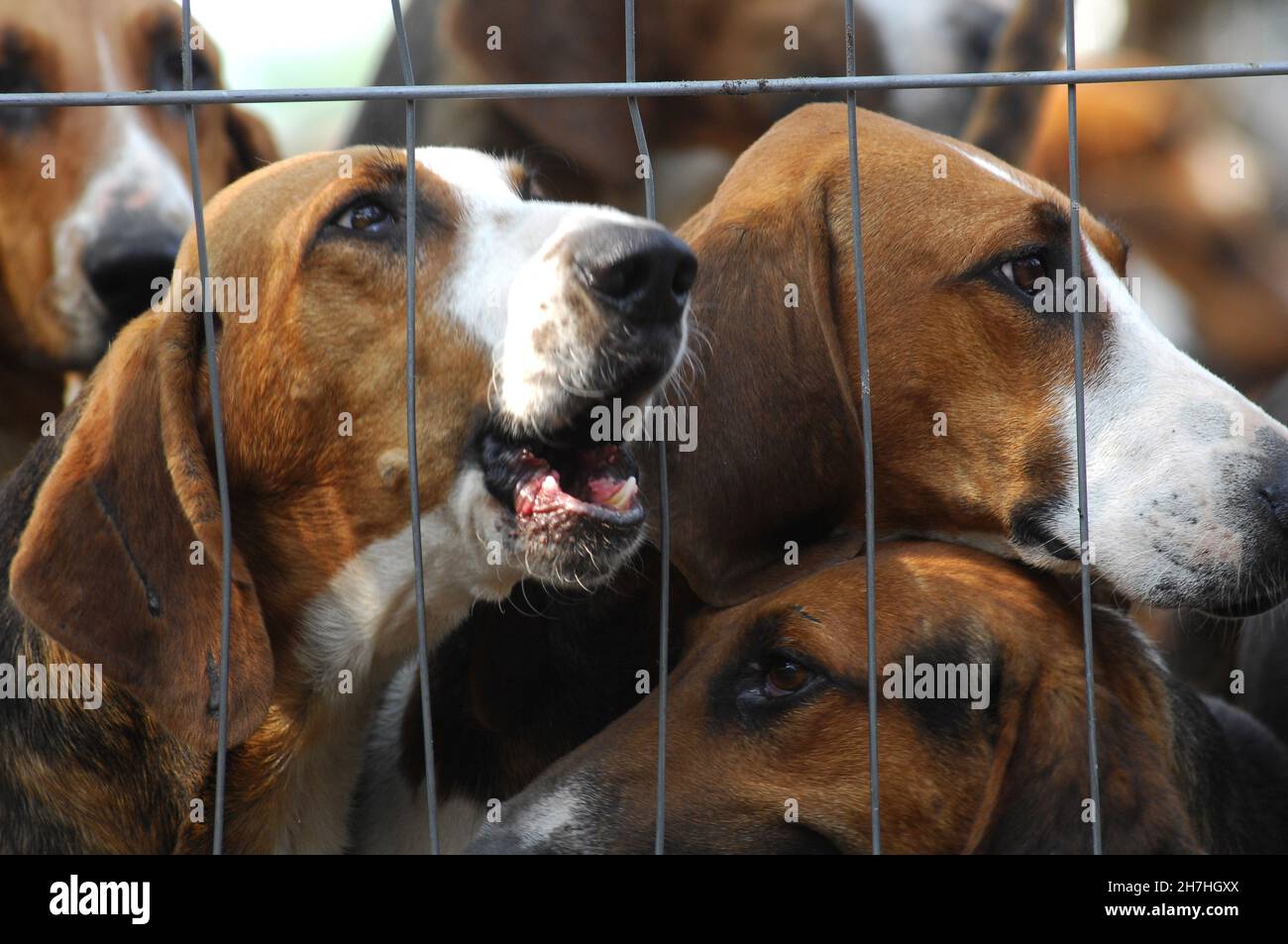 FRANCE. VENERY. PACK OF HUNTING DOGS Stock Photo - Alamy