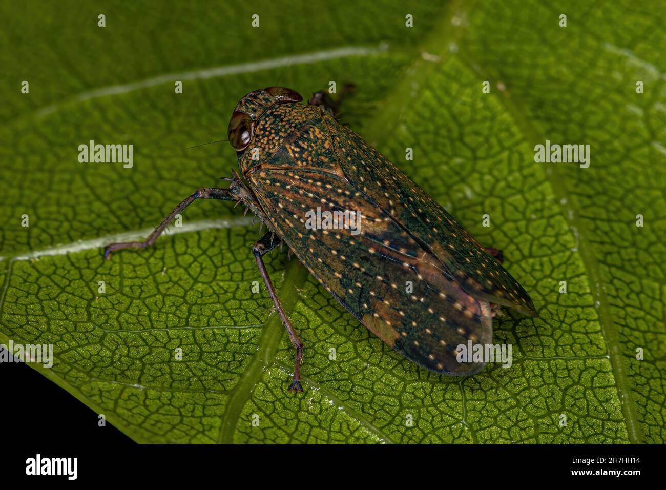 adult Typical Leafhopper of the Subfamily Coelidiinae Stock Photo - Alamy